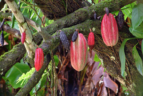 Locals embrace cocoa farming in Arua | Monitor