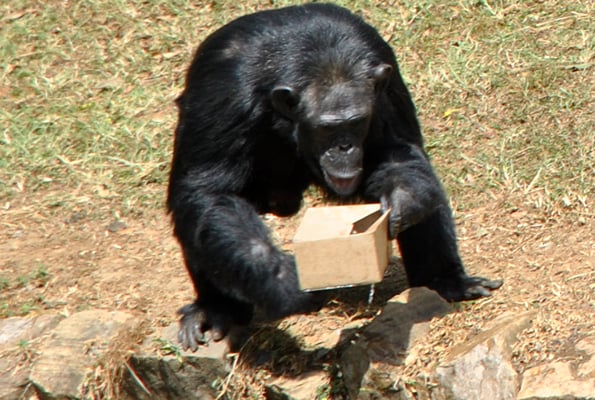 Chimp Zakayo marks 49 years as he hands over family mantle - Daily Monitor