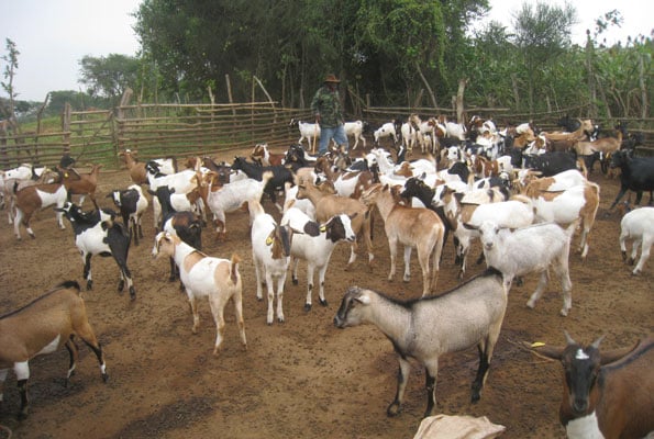 Dealing with inbreeding in livestock - Daily Monitor