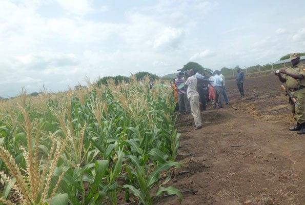 New maize varieties to boost yields - Daily Monitor