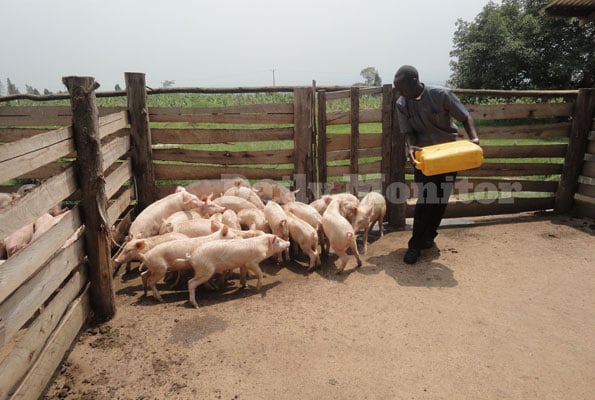 IMO: An innovative way to practise piggery - Daily Monitor