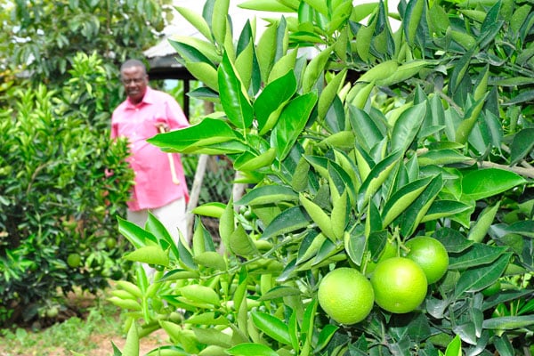 Functional trees for your compound - Daily Monitor