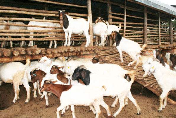 What is the best breed to crossbreed my local goats with? - Daily Monitor