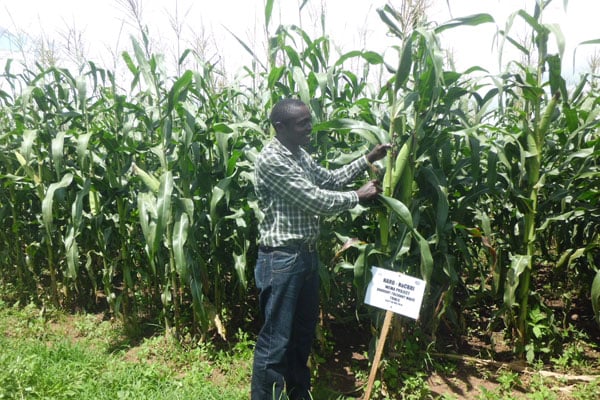 Easy ways to plant maize for high yields - Daily Monitor
