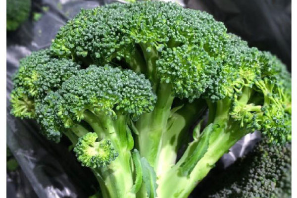Broccoli helps fight cancer - Daily Monitor