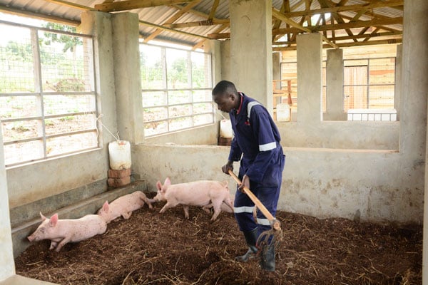 How to rear pigs in urban areas - Daily Monitor