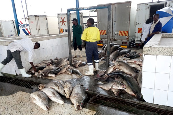 Fish handling facilities closed over poor hygiene - Daily Monitor