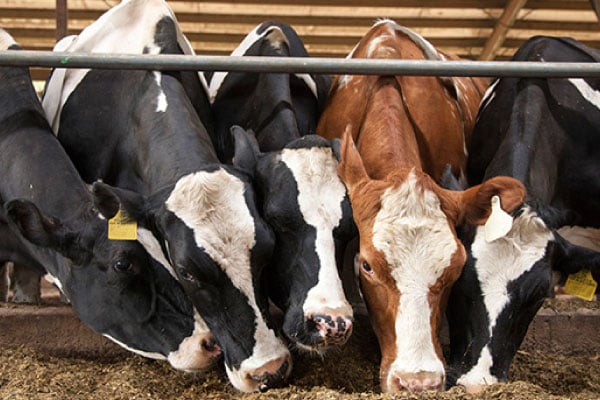 Best ways to fatten cattle | Monitor