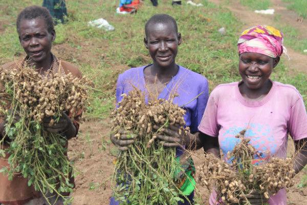 How to reap big profits from groundnut farming - Daily Monitor