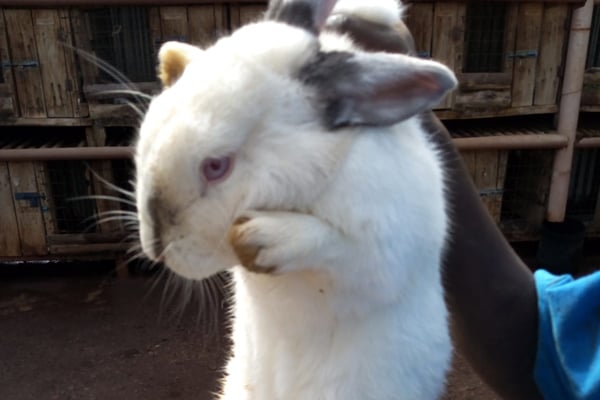 Rabbit farming: Getting it right | Monitor