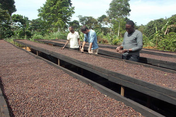 Strategies farmers can adopt to sustain coffee production - Daily Monitor