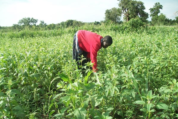 How to reap bumper harvest from sesame | Monitor