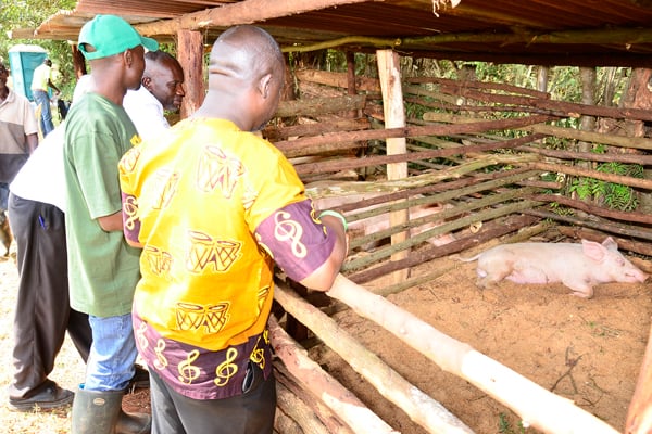 Pig farming is a worthwhile venture | Monitor