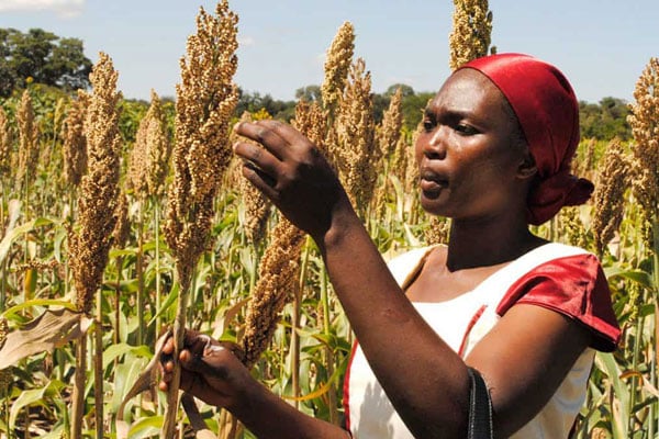 Agronomy tips for planting sorghum | Monitor