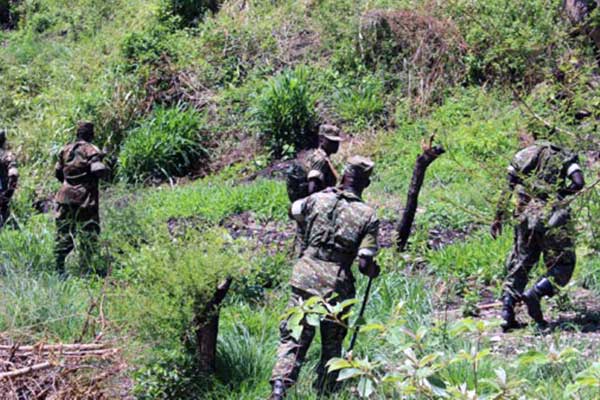 Armed groups benefit from poaching, logging in Congo reserve – NGOs ...