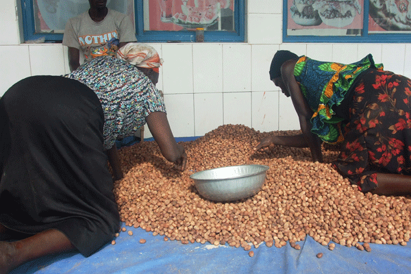 Tips for starting shea agribusiness | Monitor