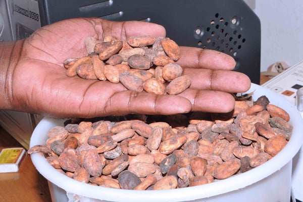 Tap into cocoa potential | Monitor