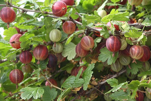 How to grow and market gooseberry | Monitor