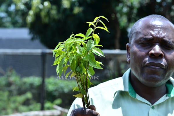 Musizi, Giant Lira raise potential of commercial tree planting | Monitor
