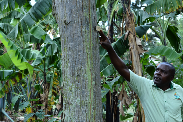 Musizi, Giant Lira raise potential of commercial tree planting | Monitor