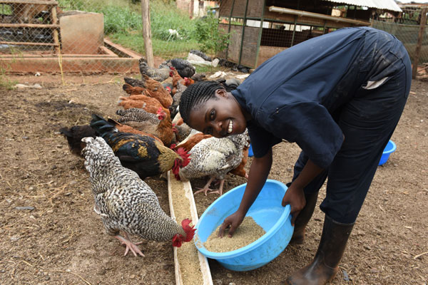 A guide to successful local chicken rearing | Monitor