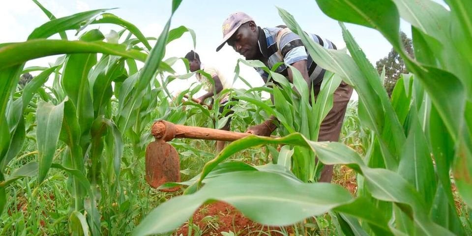 Taking care of maize during tasselling | Monitor