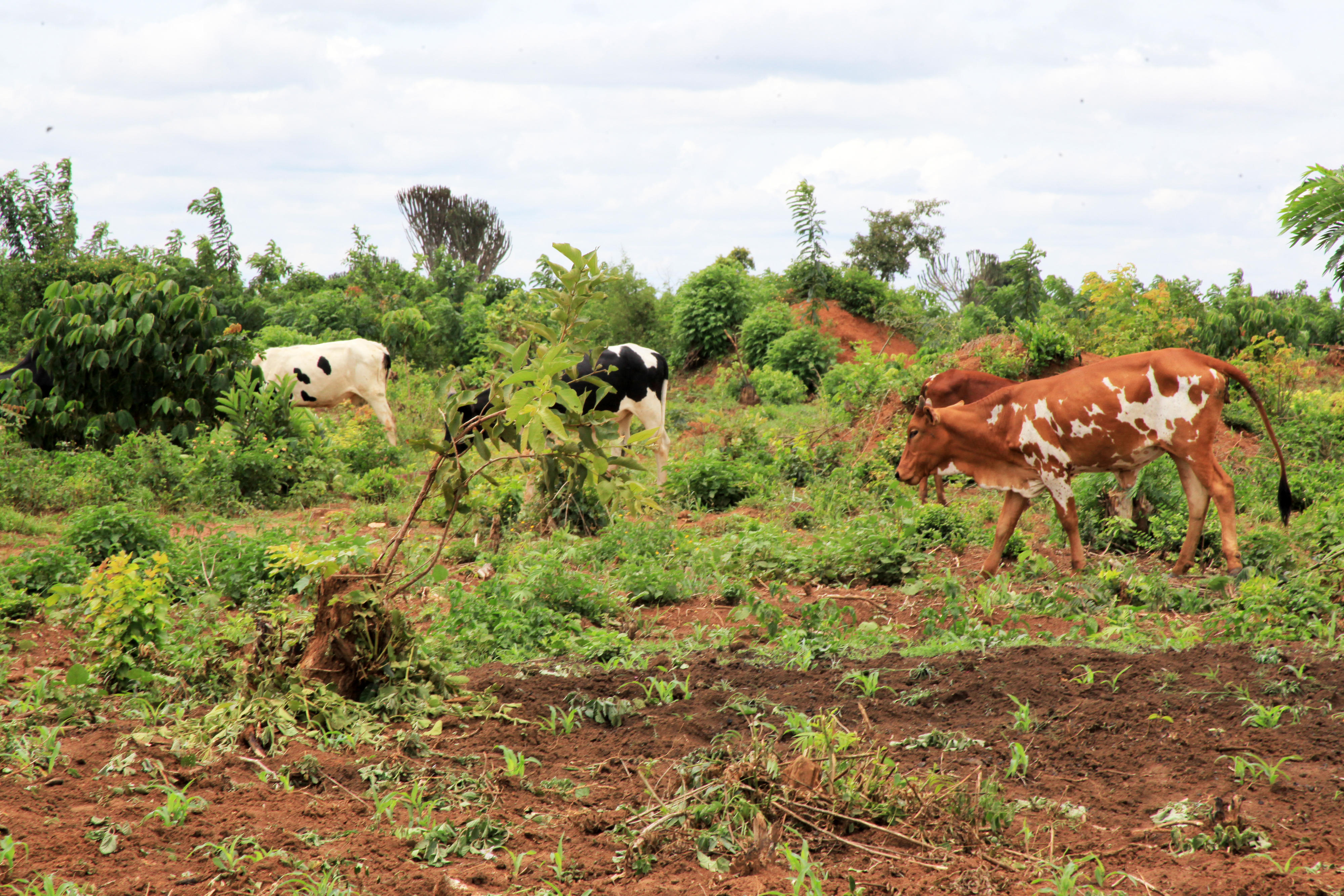 Why it is safer to own a lease on Kabaka’s land | Monitor