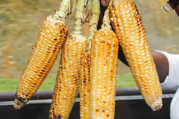 The health benefits of eating maize | Monitor