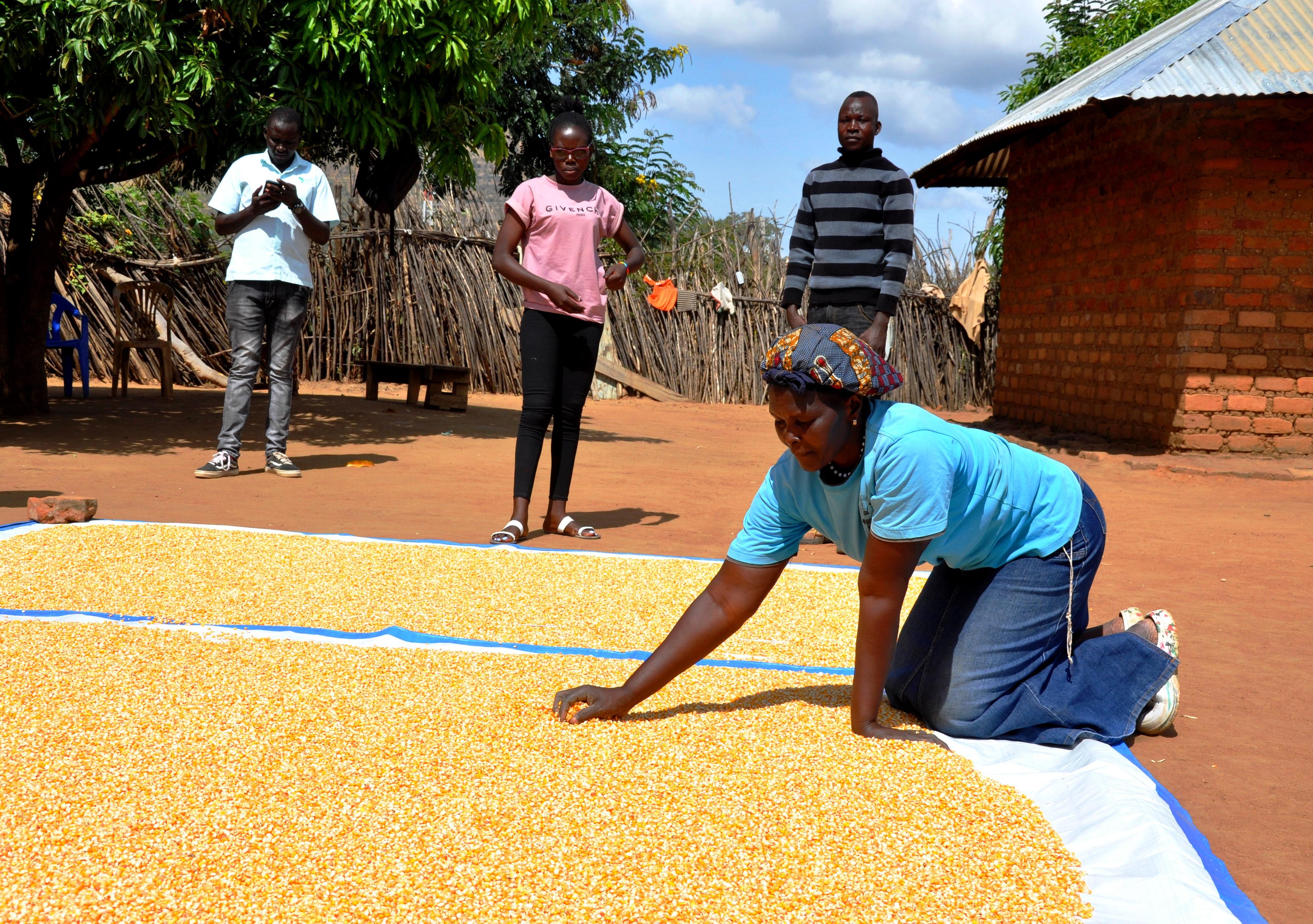 Karamoja farmers embrace climate smart agriculture to combat food ...