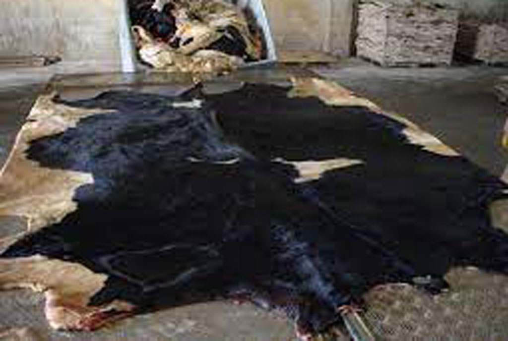 Slaughterhouses must improve to boost competitiveness of leather ...