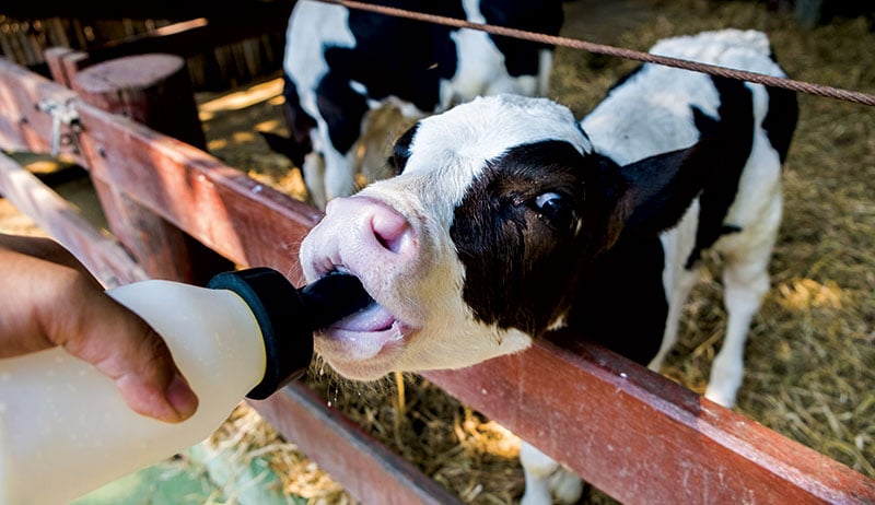 Why you should feed colostrum to calves | Monitor