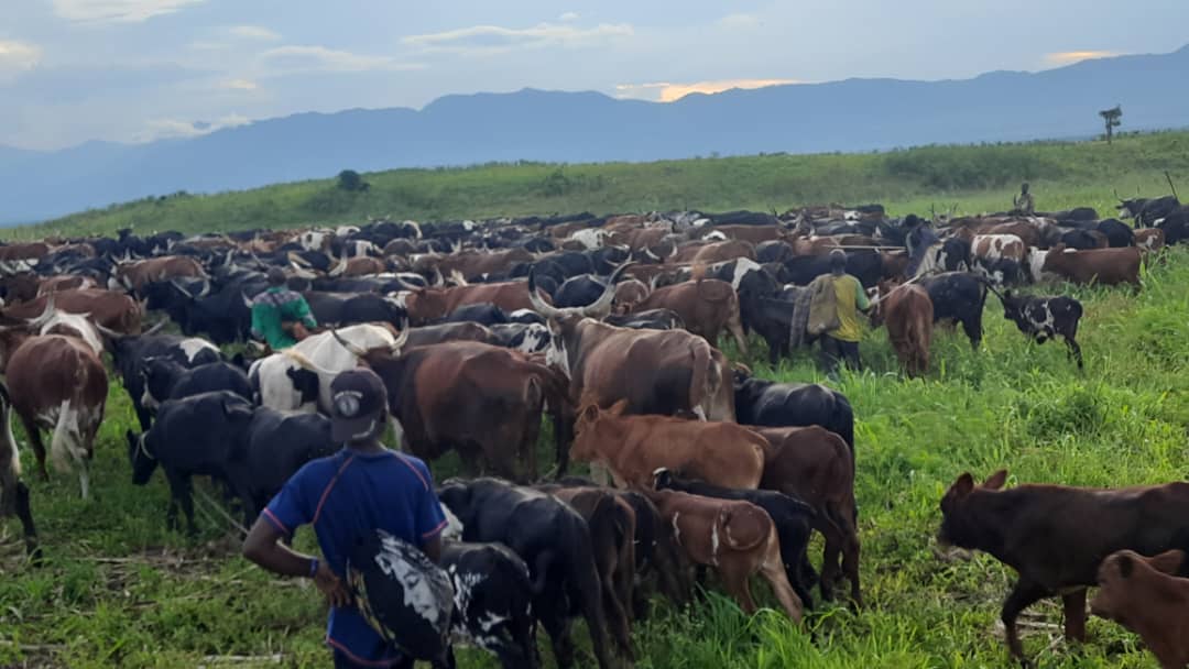 UPDF recovers 120 head of cattle from militiamen in DR Congo | Monitor