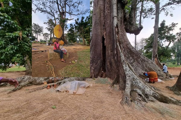 Nakayima: Mythical tree that bears good tidings | Monitor