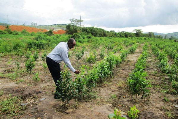 Ntungamo struggles to keep tea enterprise dream | Monitor