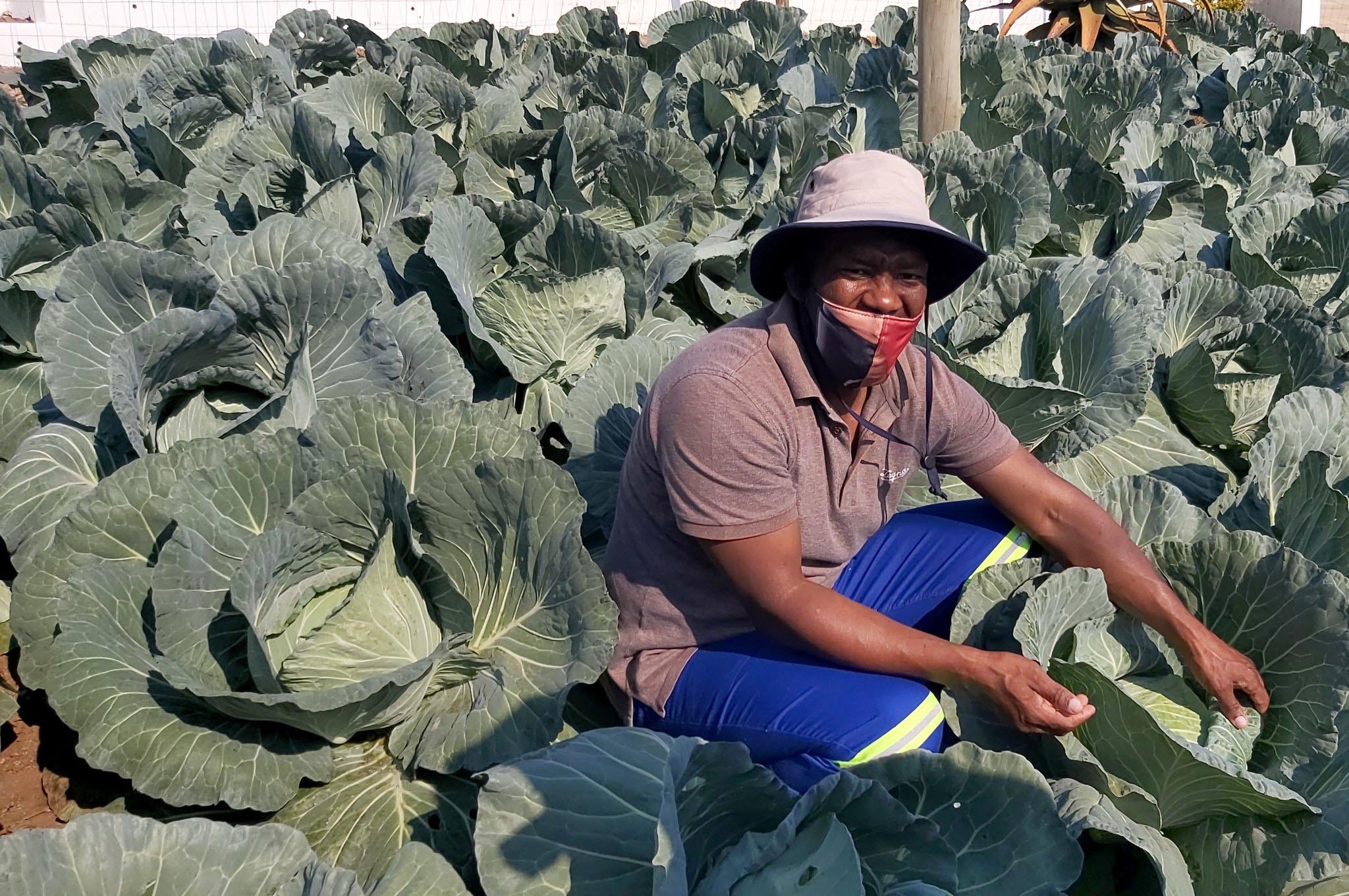 Best practices for growing cabbage | Monitor