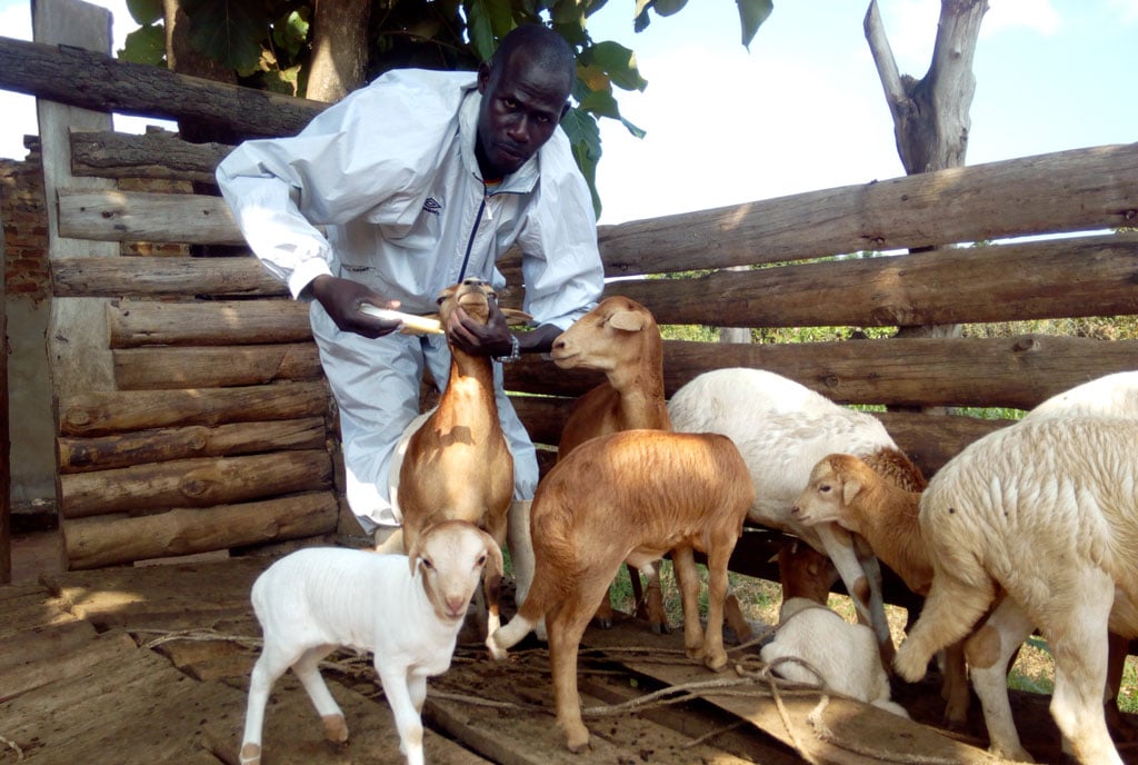 Sheep farming: How to start your project | Monitor