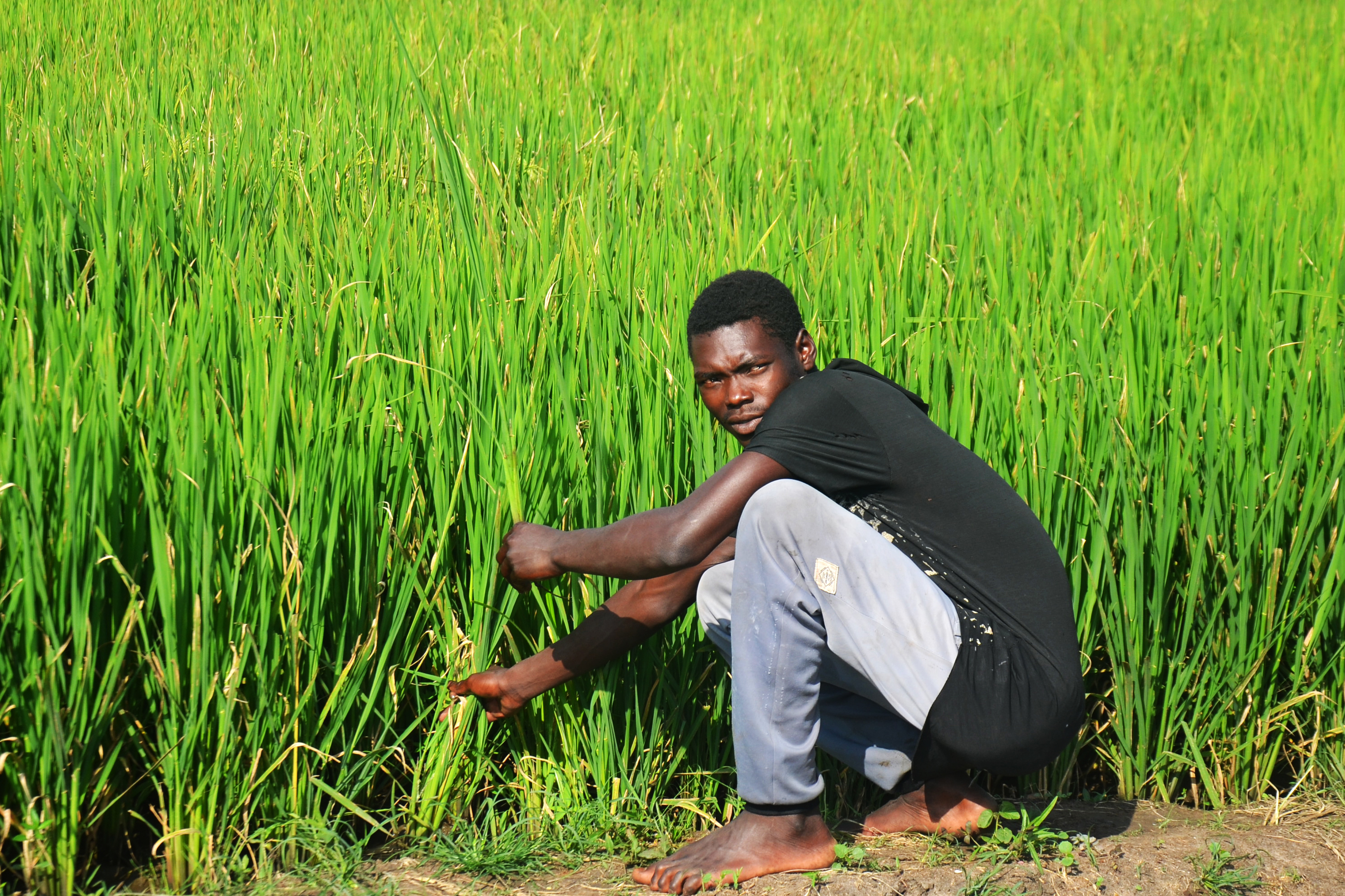 FAO launches new rice variety to double yields | Monitor