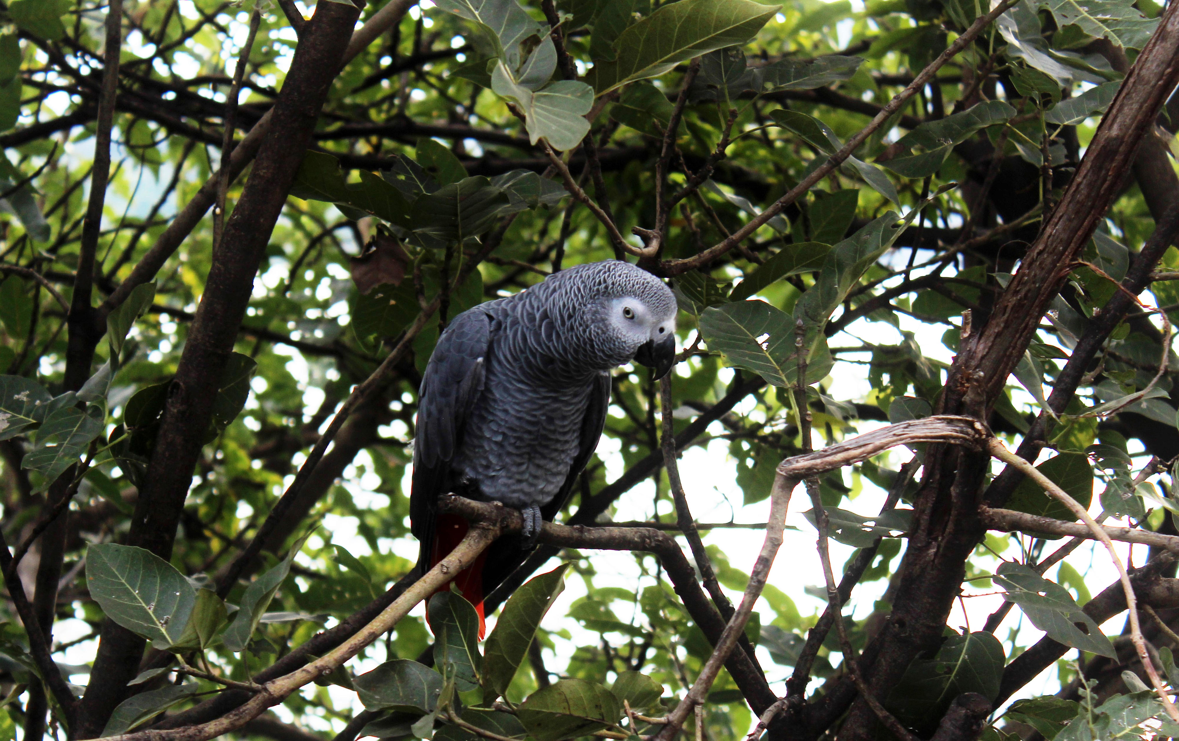 Chegera Island; a tranquil tourist and birder’s haven in DR Congo | Monitor