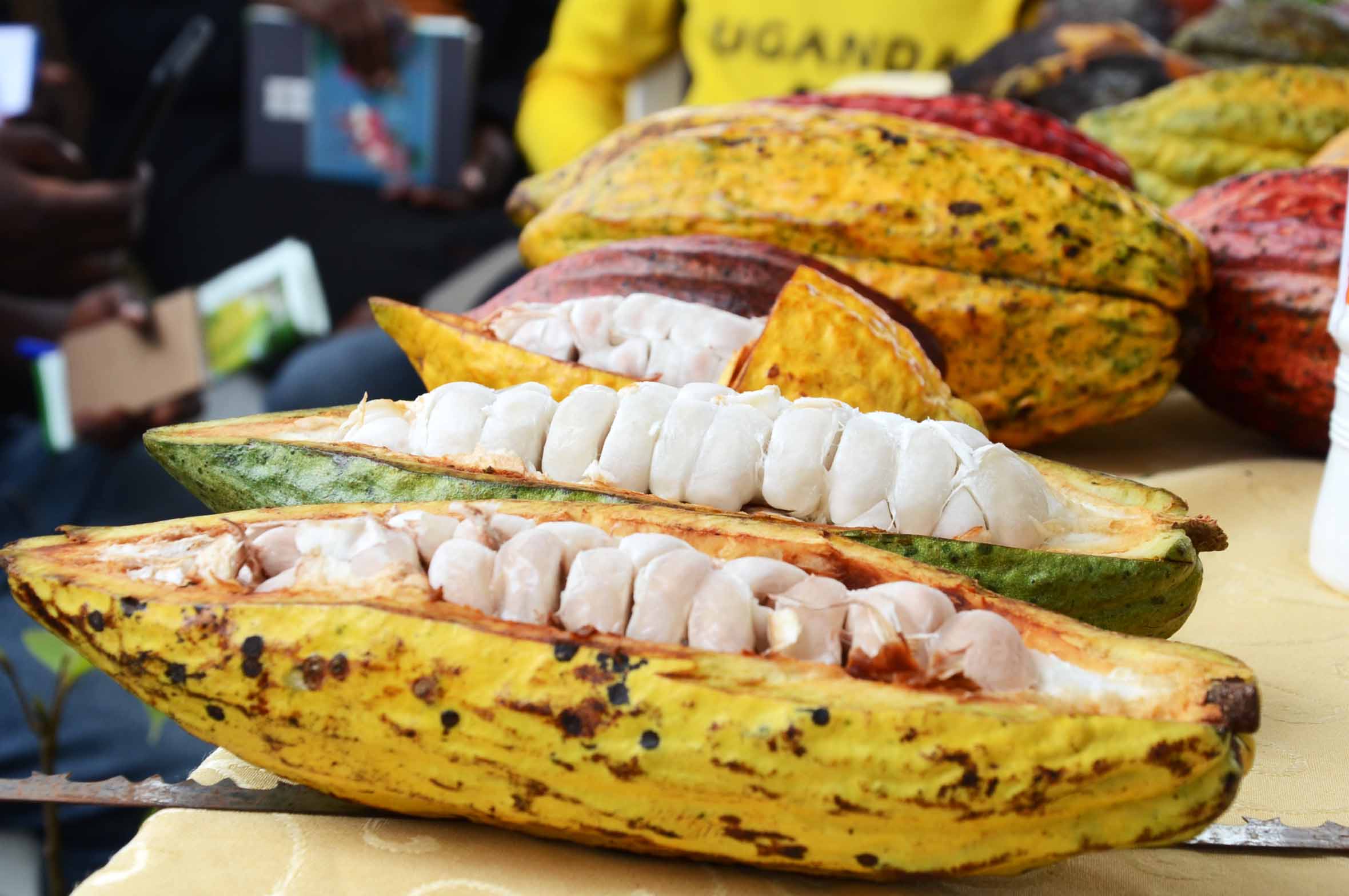 Come learn more on coffee and cocoa | Monitor