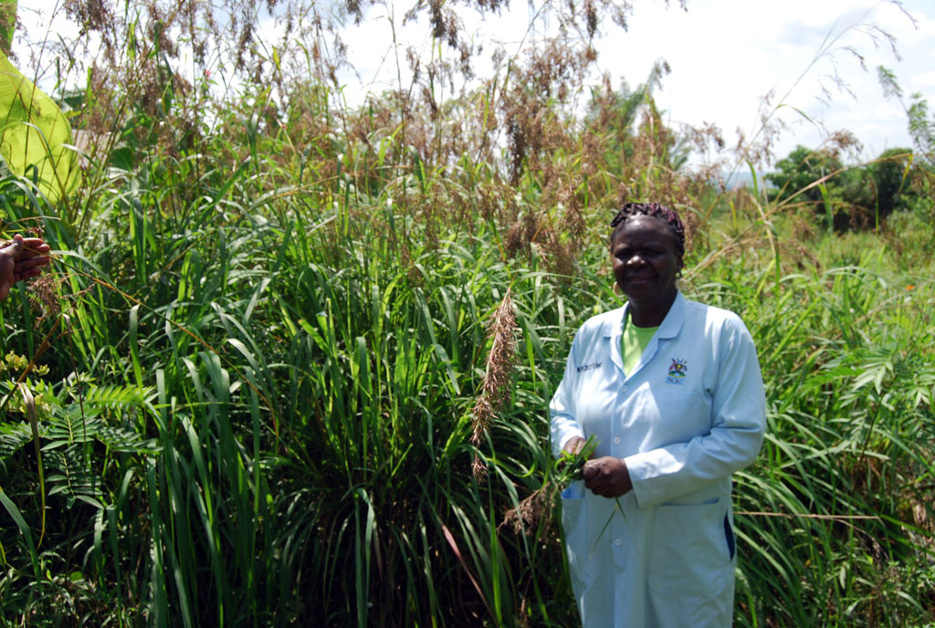 Busaino herbs farm keeps heritage alive | Monitor
