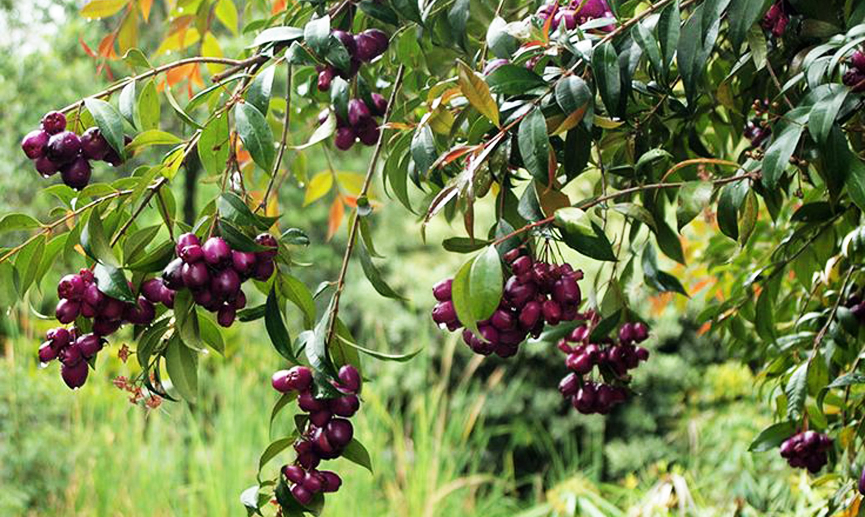 Wild fruit jambula could change the food industry | Monitor