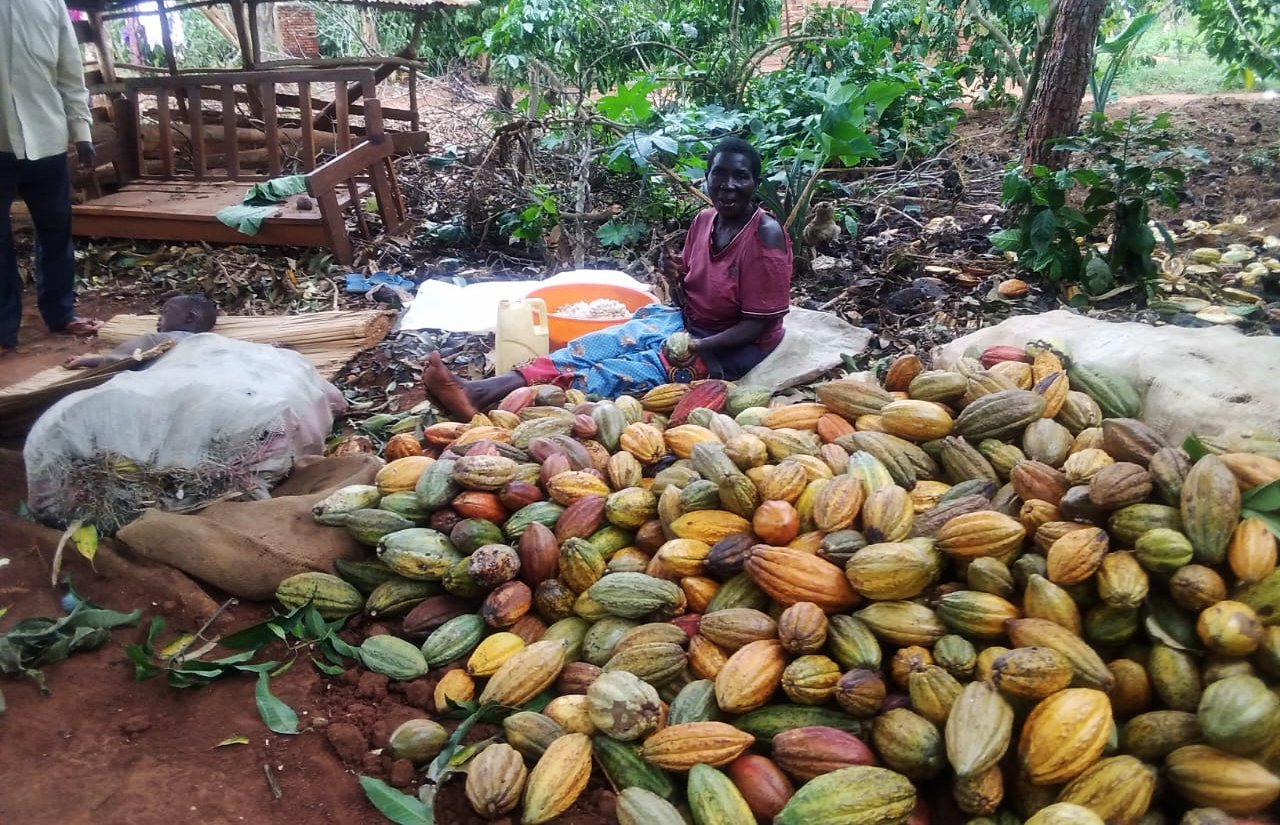 Mayuge embraces cocoa growing to boost food security | Monitor
