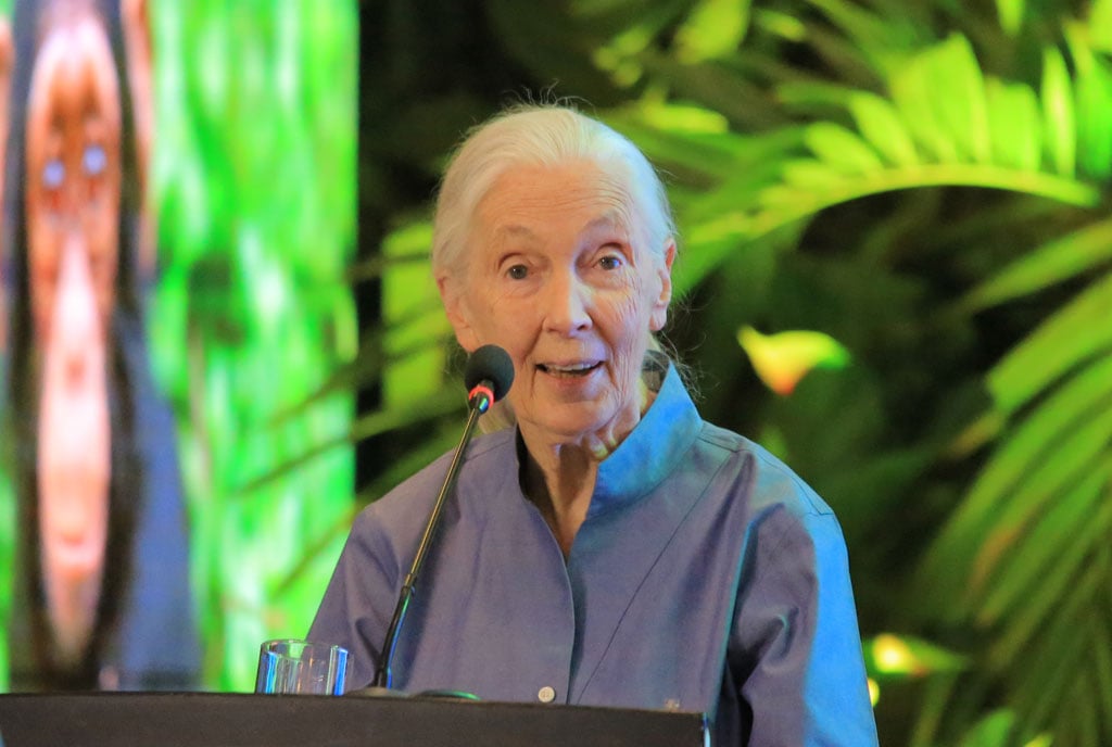 Wildlife advocate, primate expert Jane Goodall dies at 91 | Monitor