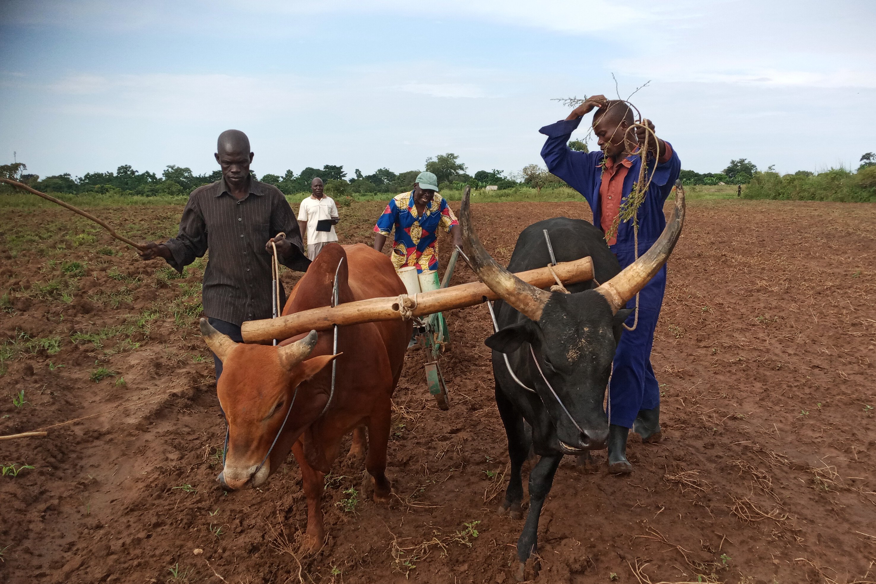 Farmers get animal traction technology | Monitor