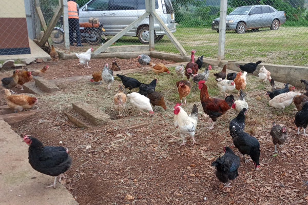 Naro introduces new improved local chicken | Monitor