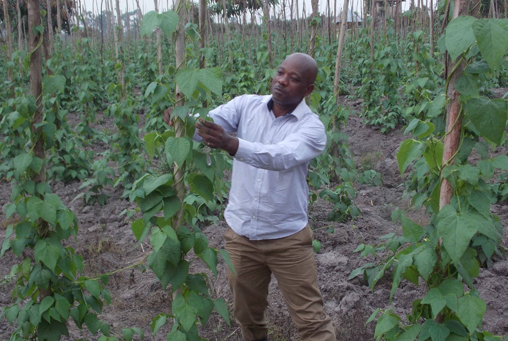 What to remember in the bean harvesting season | Monitor