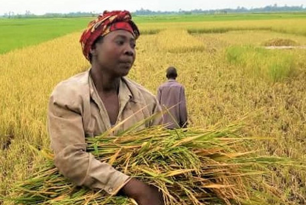 New varieties boost rice production | Monitor