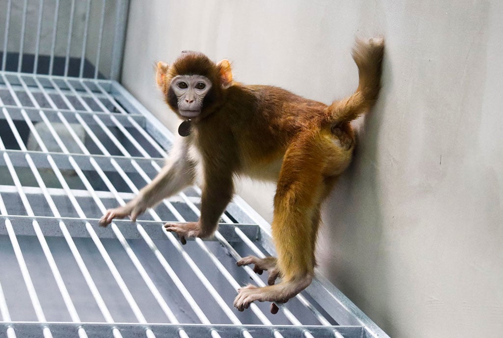 Scientists clone first rhesus monkey using new method | Monitor