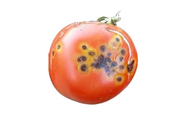 Natural remedies to prevent fruit rot | Monitor