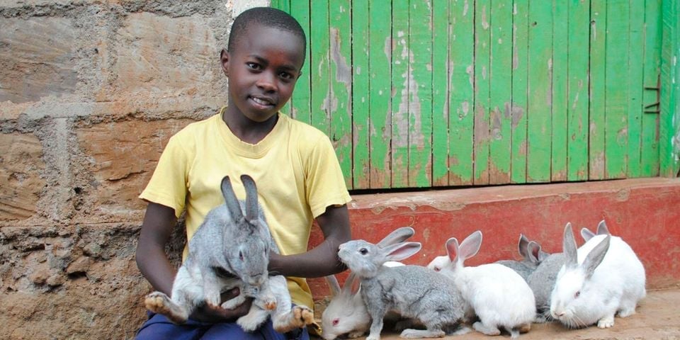 Some important facts on rabbits | Monitor